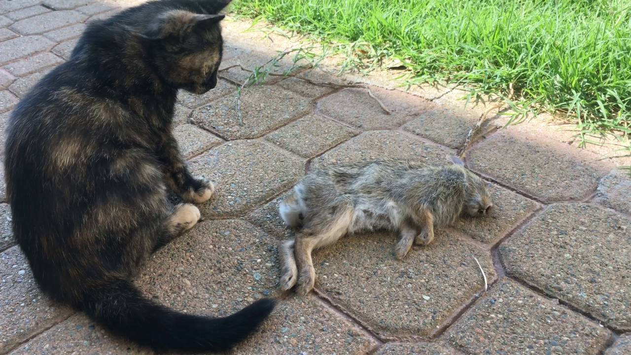 Cat eats a wild rabbit Quality 4K - YouTube
