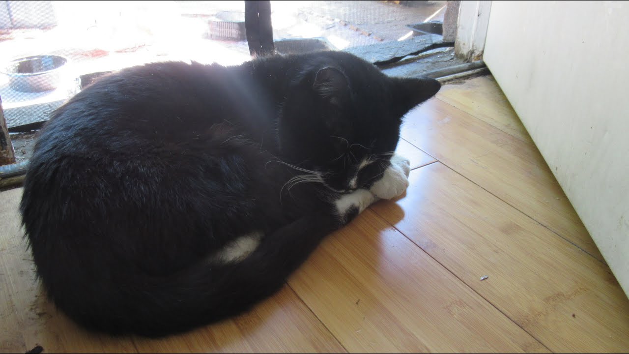 compilation of teddy the cat moments - YouTube