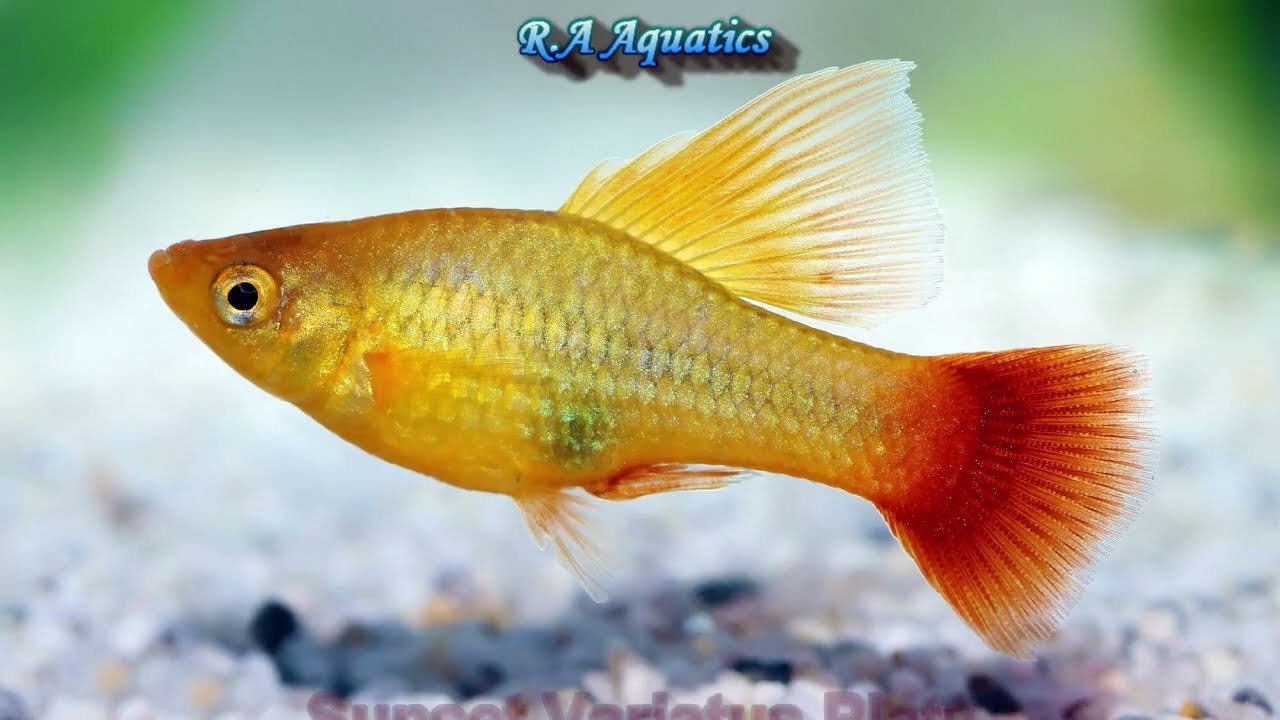 Top 10 Cold Water Fish That Don't Need Heater | Top 10 Cold Water ...