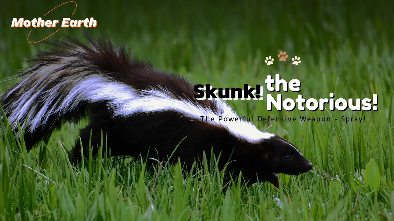 Animal Kingdom: Skunks with the " Power Defensive Weapon" Sprays ...