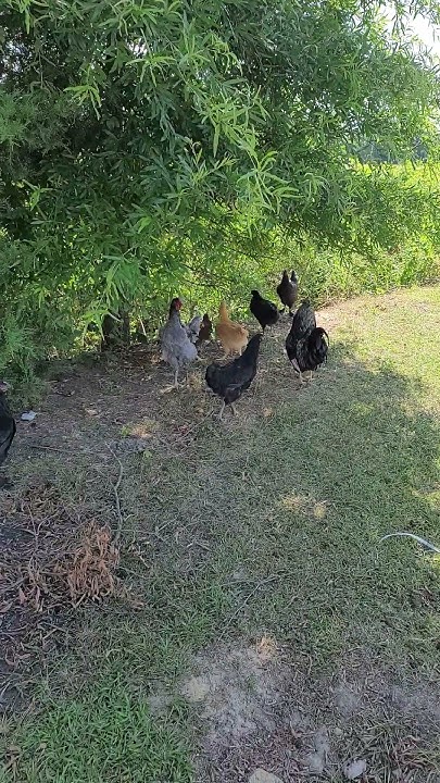 young chickens trying to fly 🐤🐥#chickes #chicken #raisingchicks ...