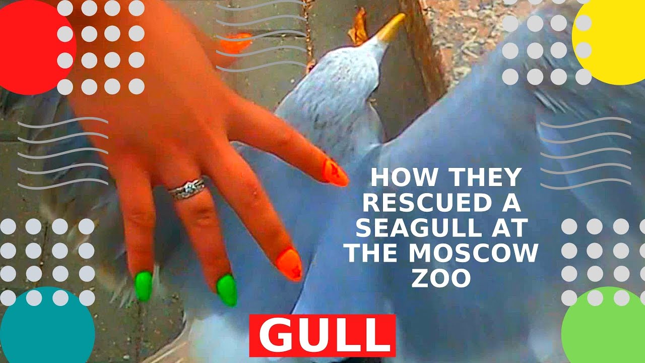 Как спасали чайку в московском зоопарке How they rescued a seagull at ...