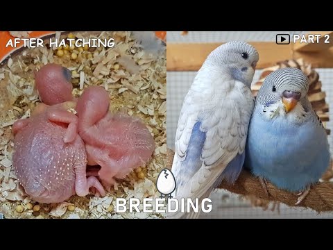Growth of baby budgies to the leaving the nest | The routine of ...