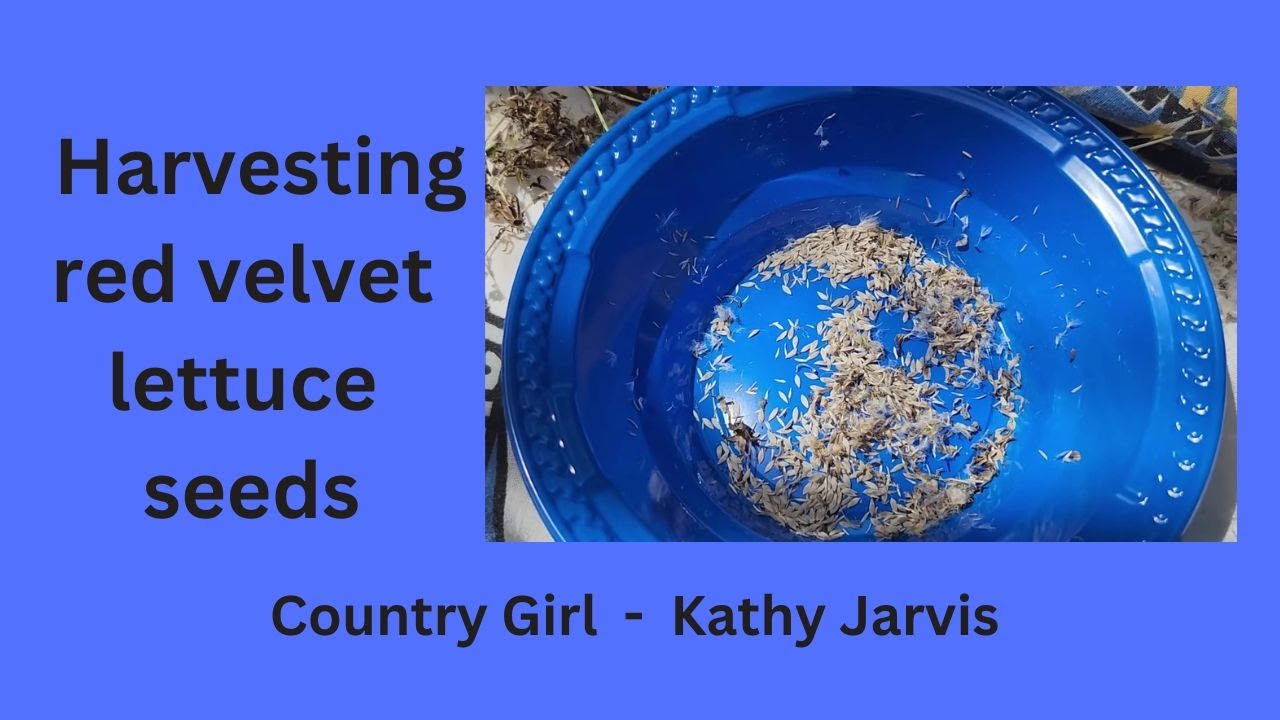 Harvesting red velvet lettuce seeds - YouTube