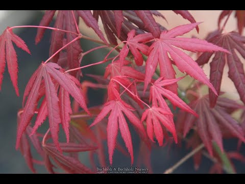 Acer palmatum 'Spring Plum' Spring Plum Japanese Maple - YouTube
