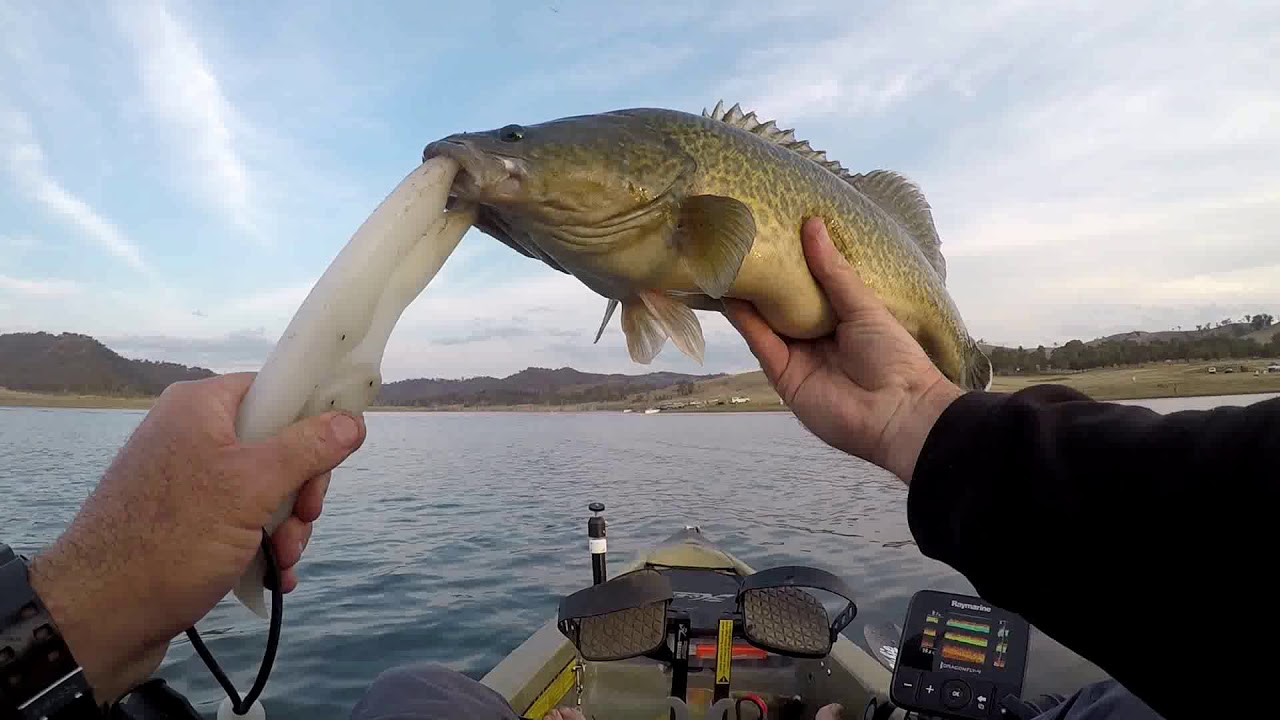 my first murray cod - YouTube