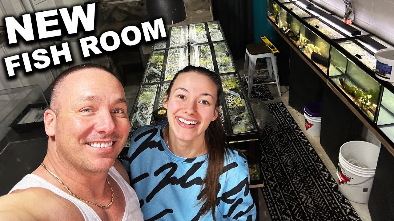 I built my wife a fishroom! - The king of DIY - YouTube