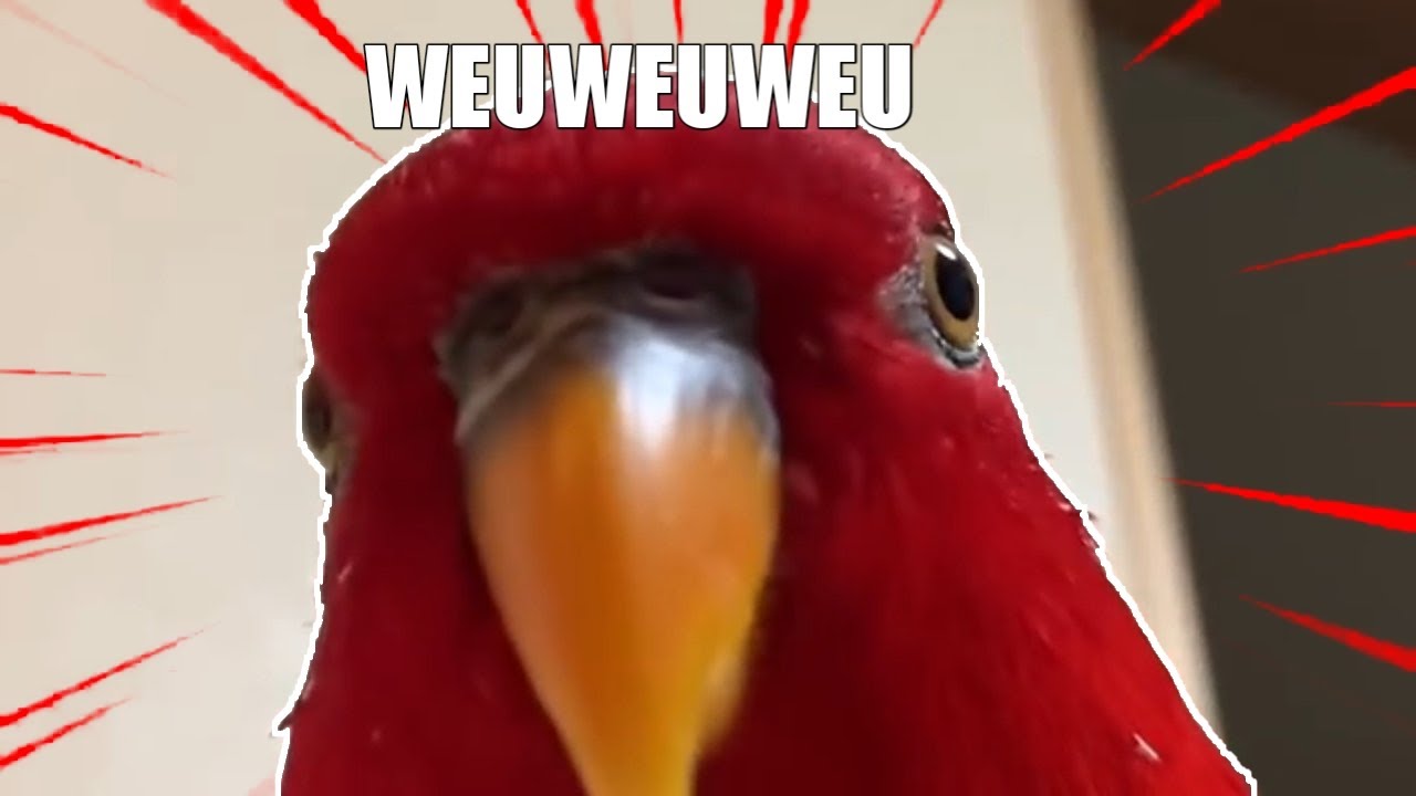 weuweuweuweu Red Birb Meme - YouTube