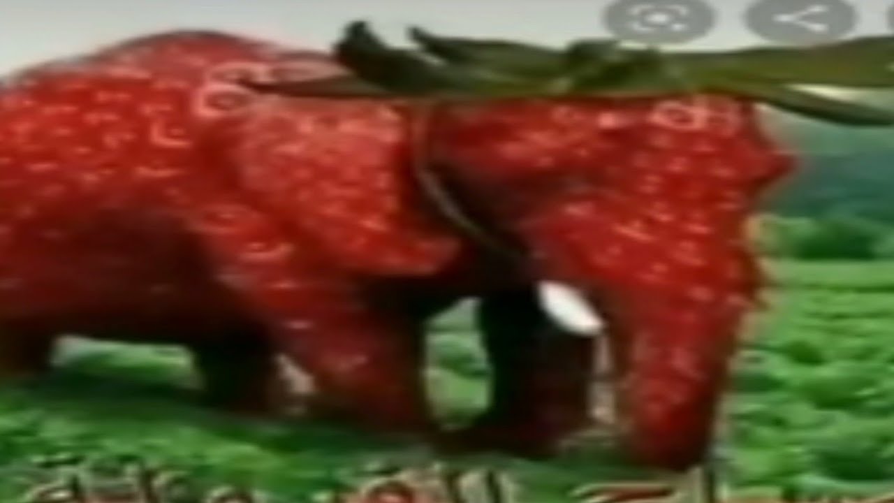 Elefante Morango - YouTube
