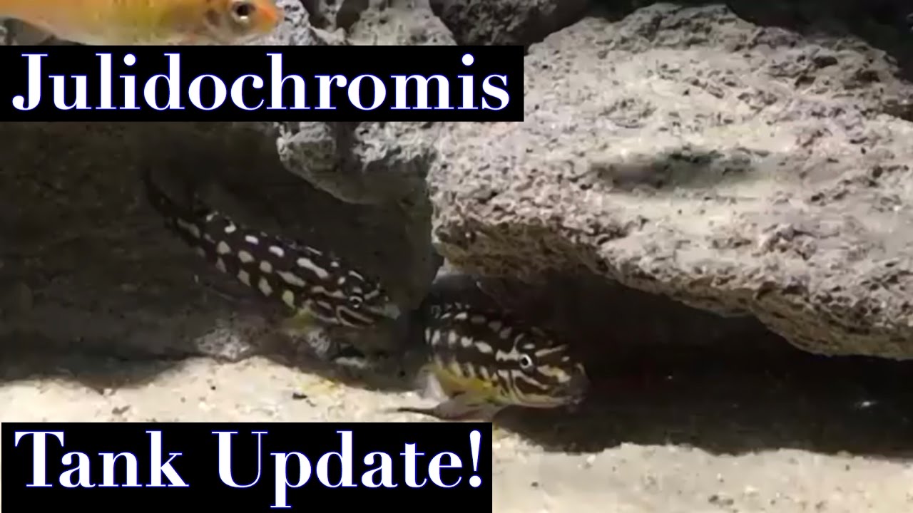 Julidochromis Tank Update! - YouTube