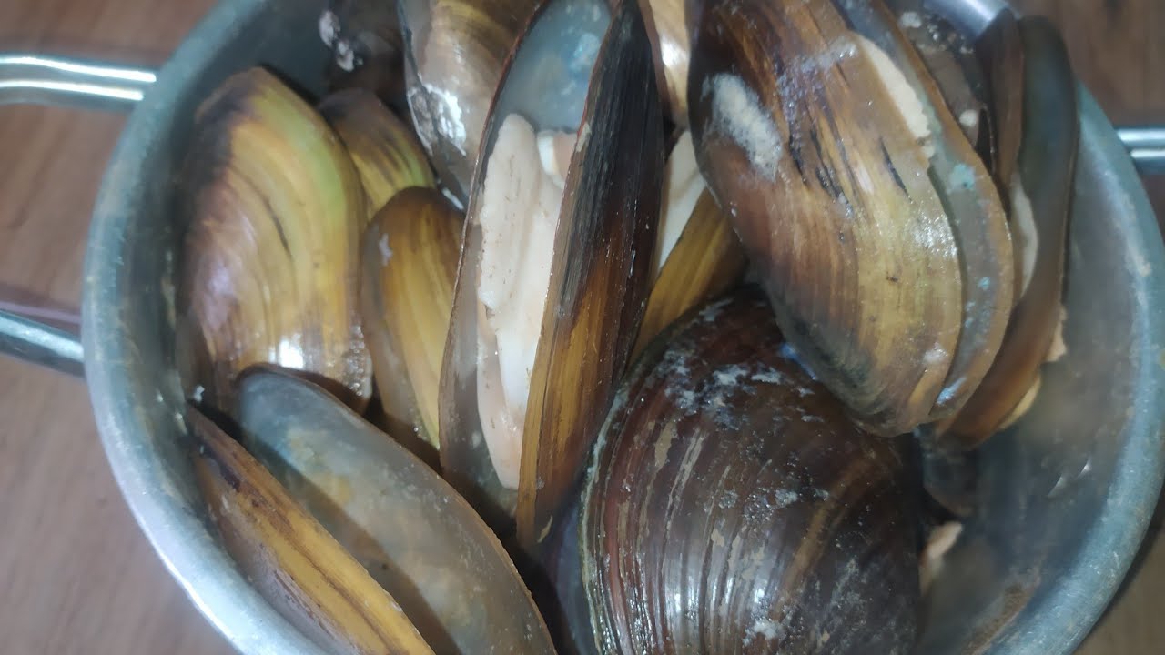 kerang sawah dimasak gini lebih lezat dari tutut - YouTube