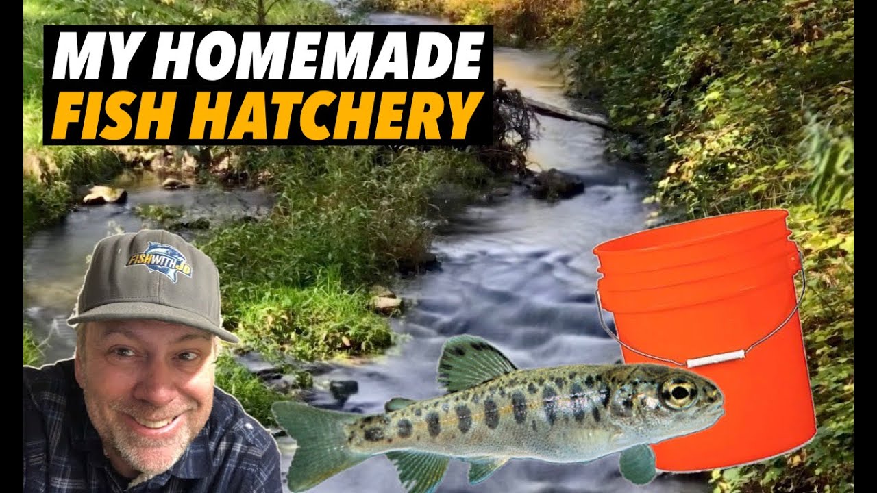 My HOMEMADE FISH HATCHERY (Will it work?) 🤷🏻‍♂️ - YouTube