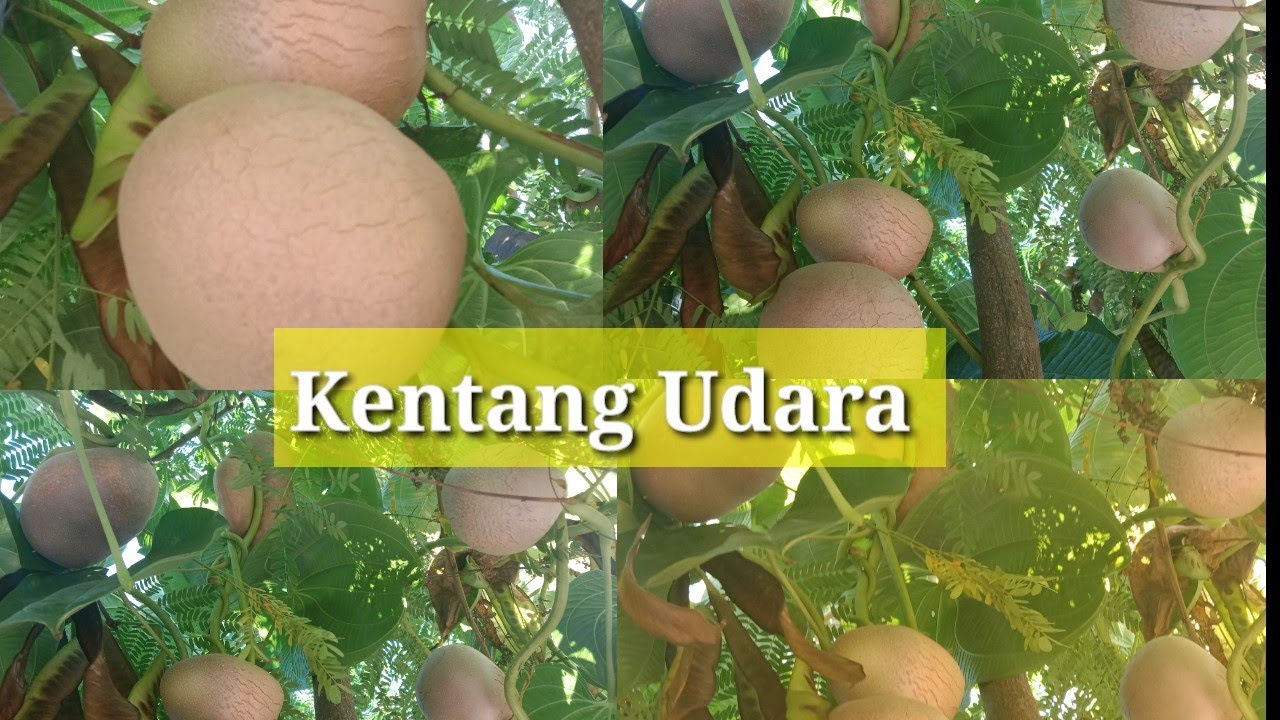Kentang Udara # buahnyaa sampai geleng2 kepala# - YouTube