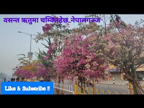 वसन्त ऋतुमा चम्किरहेकाे_नेपालगञ्ज (Nepalgunj_Basanta Ritu_Flower ...