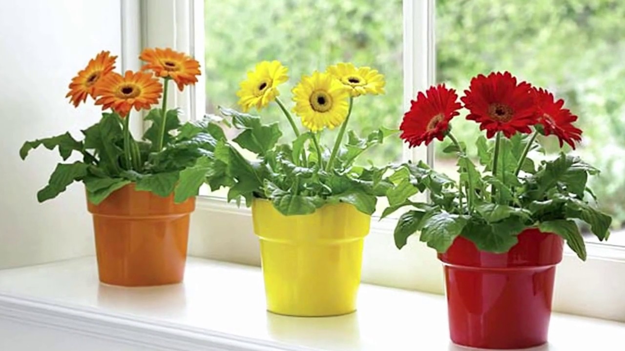 9 Houseplants Ideas That controlling Winter Depression - Gardening Tips ...