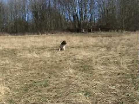 Gundog training: Milo, a english springer spaniel. - YouTube