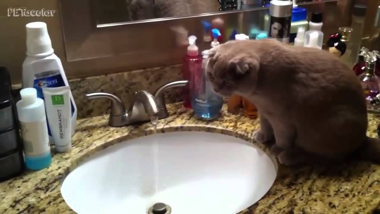 Funny Cats in Water Compilation 2015 - YouTube