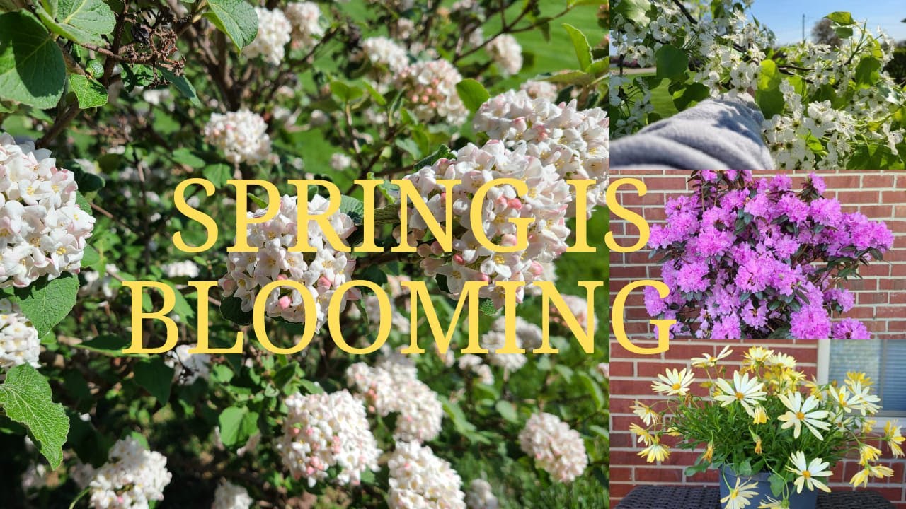 SPRING IS BLOOMING #plants #trees #grass - YouTube