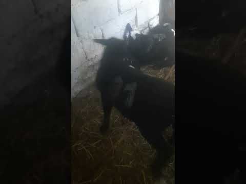 baba zwartbles anne merinos İlk bir ayda melez kuzumuzda 319.5 gr günlük kilo artışı