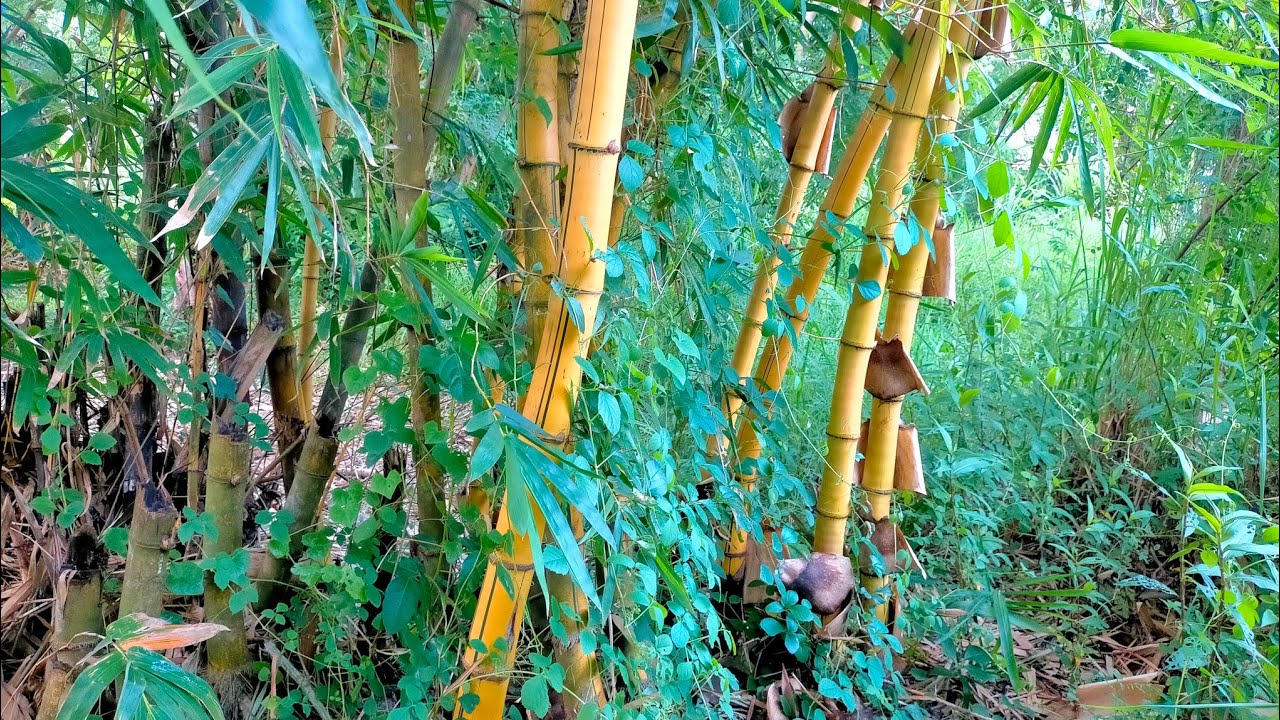 Mengenal Tanaman Bambu Kuning (Bambusa vulgaris var. striata) - YouTube