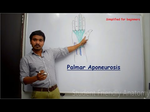 Anatomy of Palmar aponeurosis - Simplified for beginners - YouTube