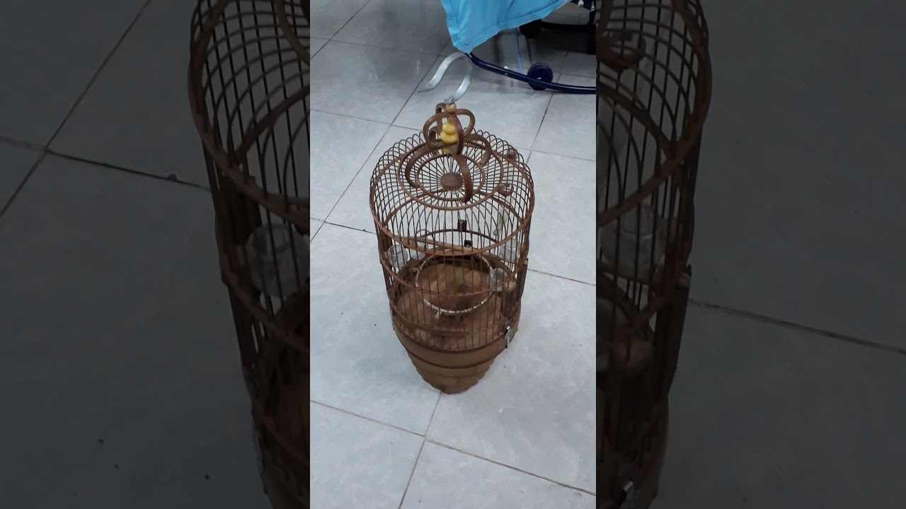 Bán lòng chim voanh khuyên đẹp vẫn con mới. Cốc đầy đủ. Gia 350k được ...