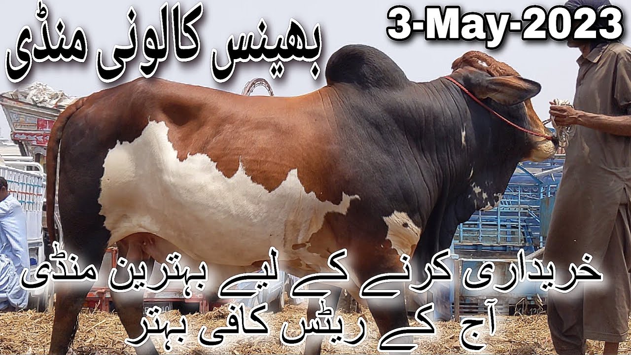 Bhains Colony Cow Mandi Latest Rates Update 3-May-2023 | Cow Mandi 2023 ...