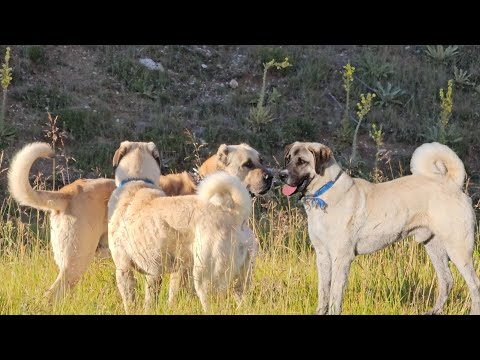 KEŞ'LE KIVRAK KÖPEK KARŞI KARŞIYA GELDİ ~KURTLAR FIRSAT KOLLUYOR