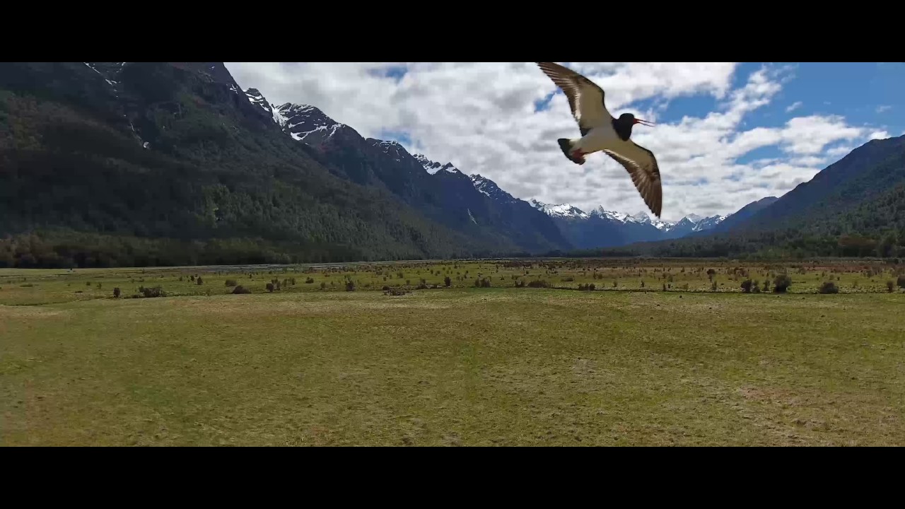 BIRD vs DRONE - YouTube