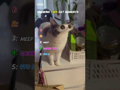 Top 5 Cat Moments #shorts #viral #cat #top5 #ranking