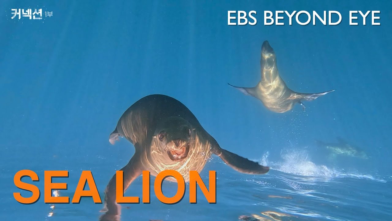 Sea Lions Swimming Under the Ocean | EBS Nature Documentary [Connection] - YouTube