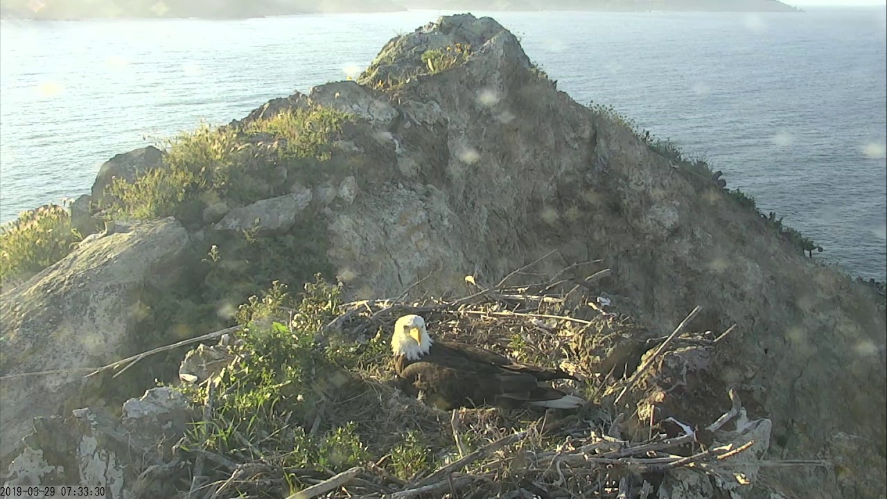 Two Harbors Bald Eagle Cam 03-29-2019 14:24:56 - 15:24:59 - YouTube