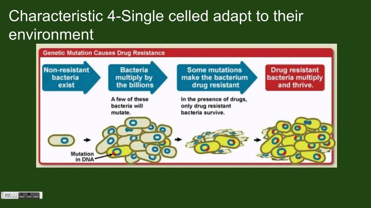 Single-Celled Organisms - YouTube
