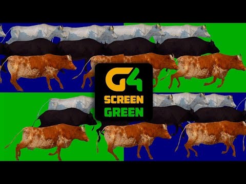 Animal Stampede Green Screen | Cow Running | Buffalo Running | Animals ...