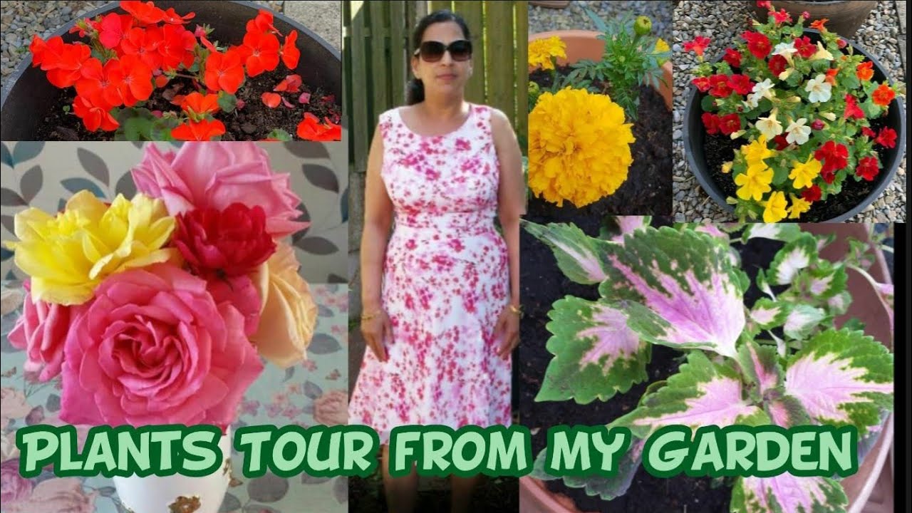 Plants Tour From my Garden | All-In-One | All In One Plants Tour from ...