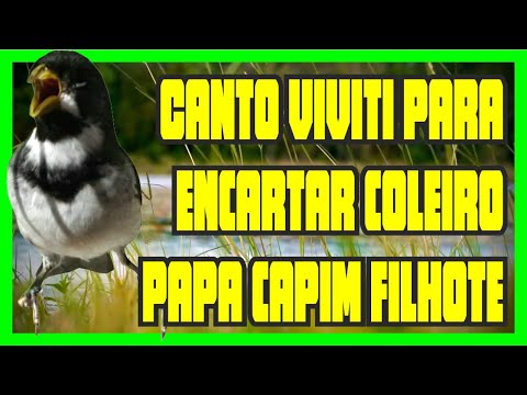 canto viviti para encartar coleiro e papacapim pardo filhote! - YouTube
