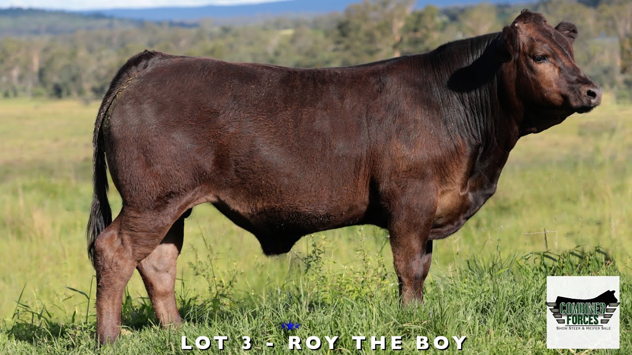Lot 3 Roy the Boy - YouTube