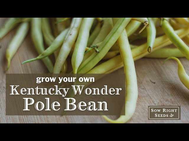 Growing Kentucky Wonder Pole Beans