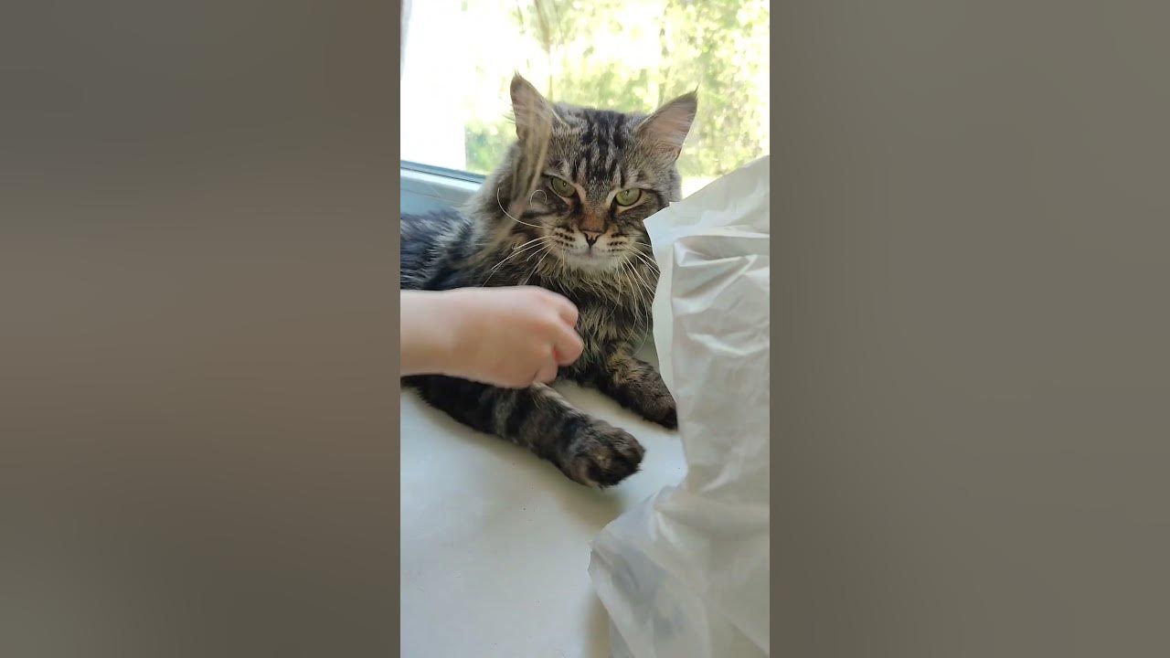 Ëшка играет. - YouTube