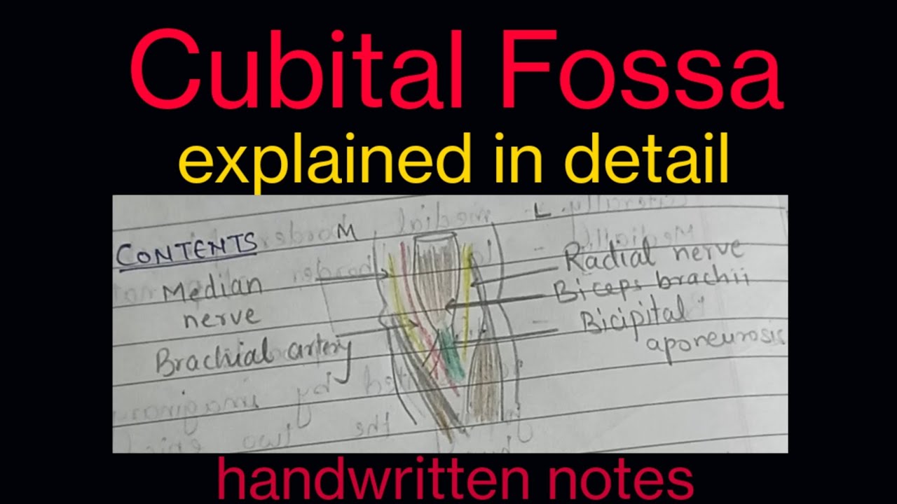 Cubital Fossa | human anatomy bd chaurasia | handwritten notes | bhms ...