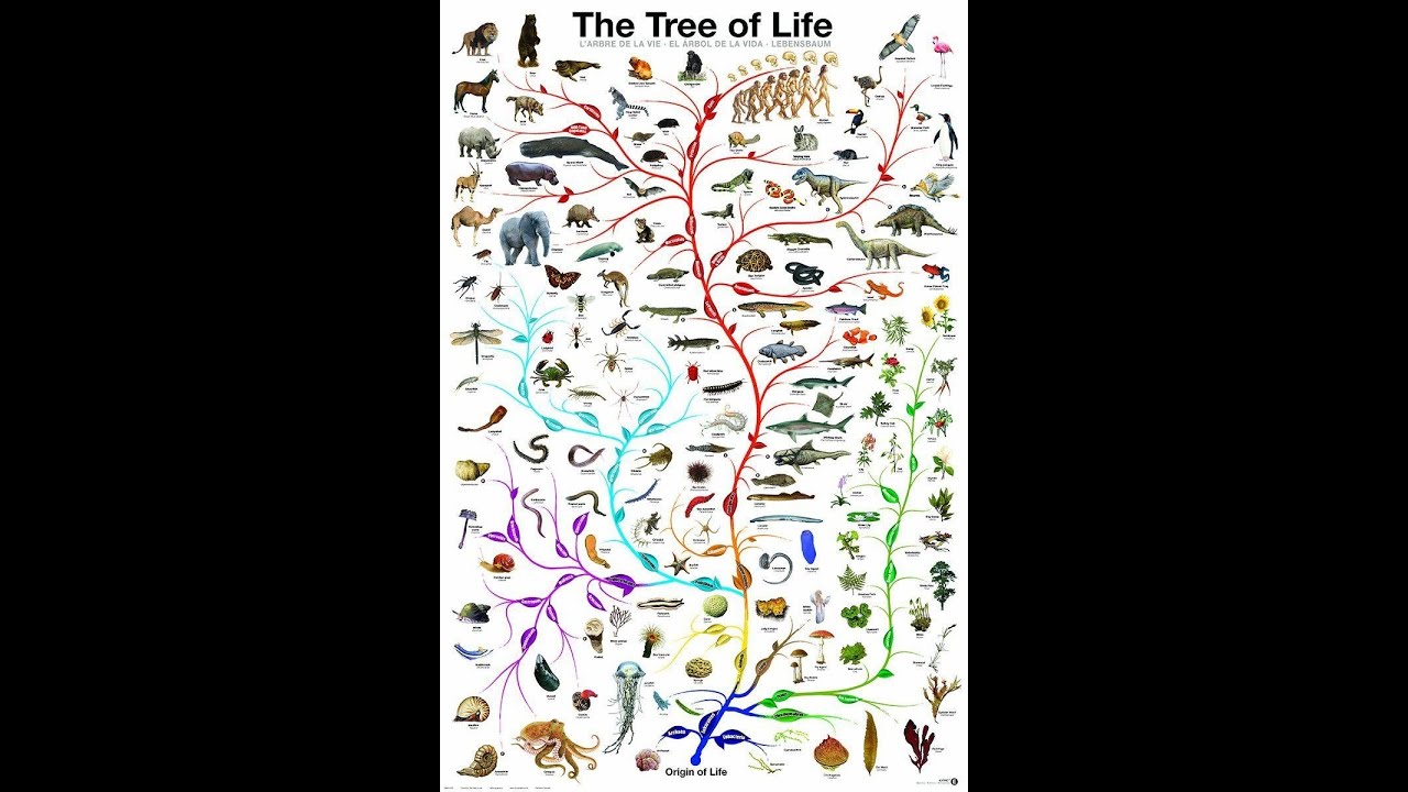 Science with Ms Phillips - Evolution - YouTube