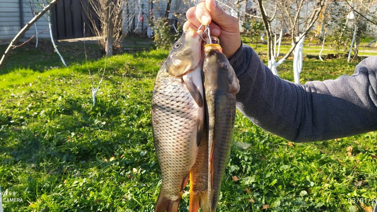 Fish recipe, Carp fish recipe, Village cooking fish recipe, Steaming ...