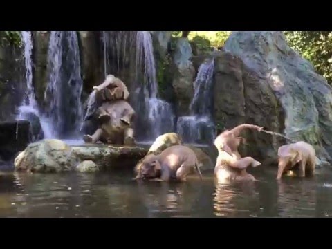 WDW Jungle Cruise full ride through POV in 4K
