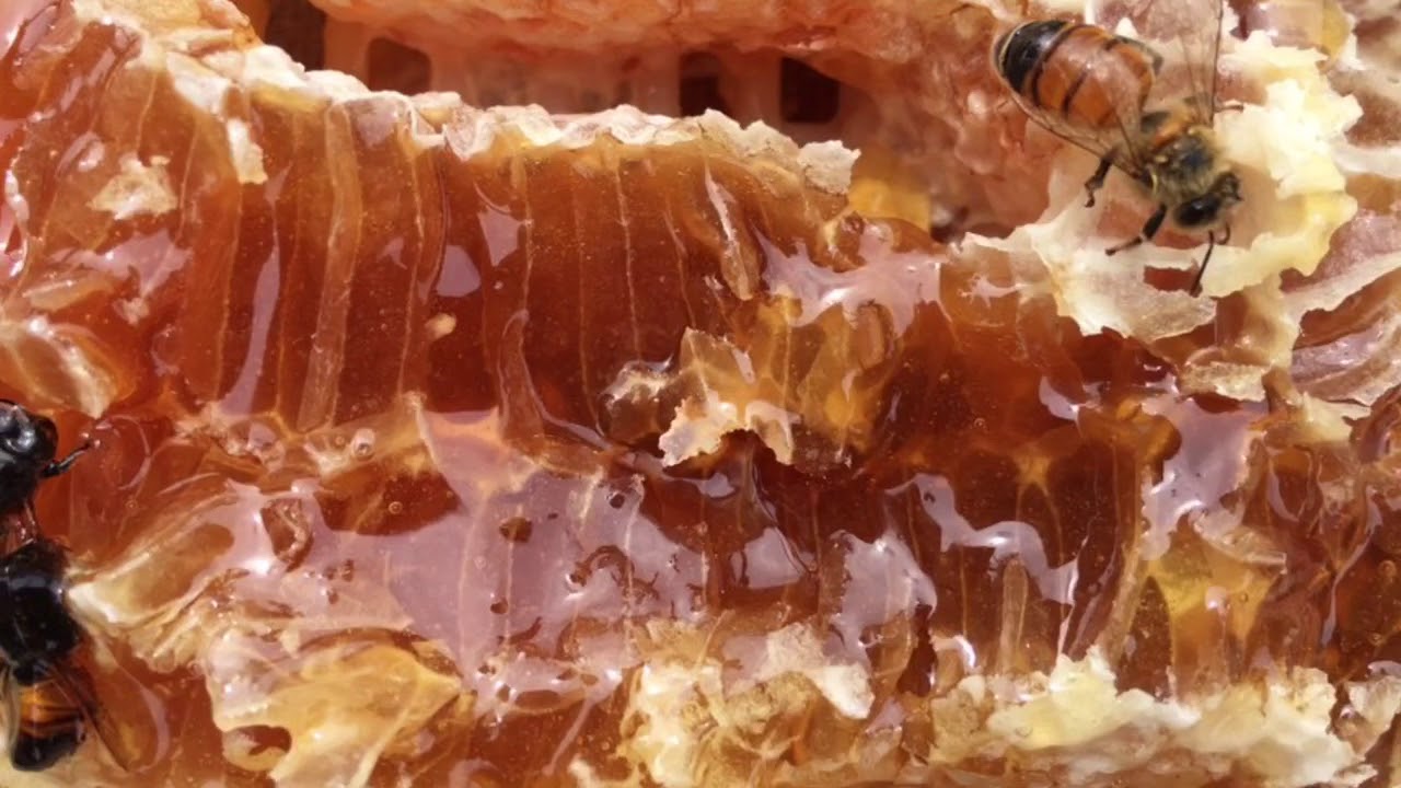 Bees honey and helicopters - YouTube