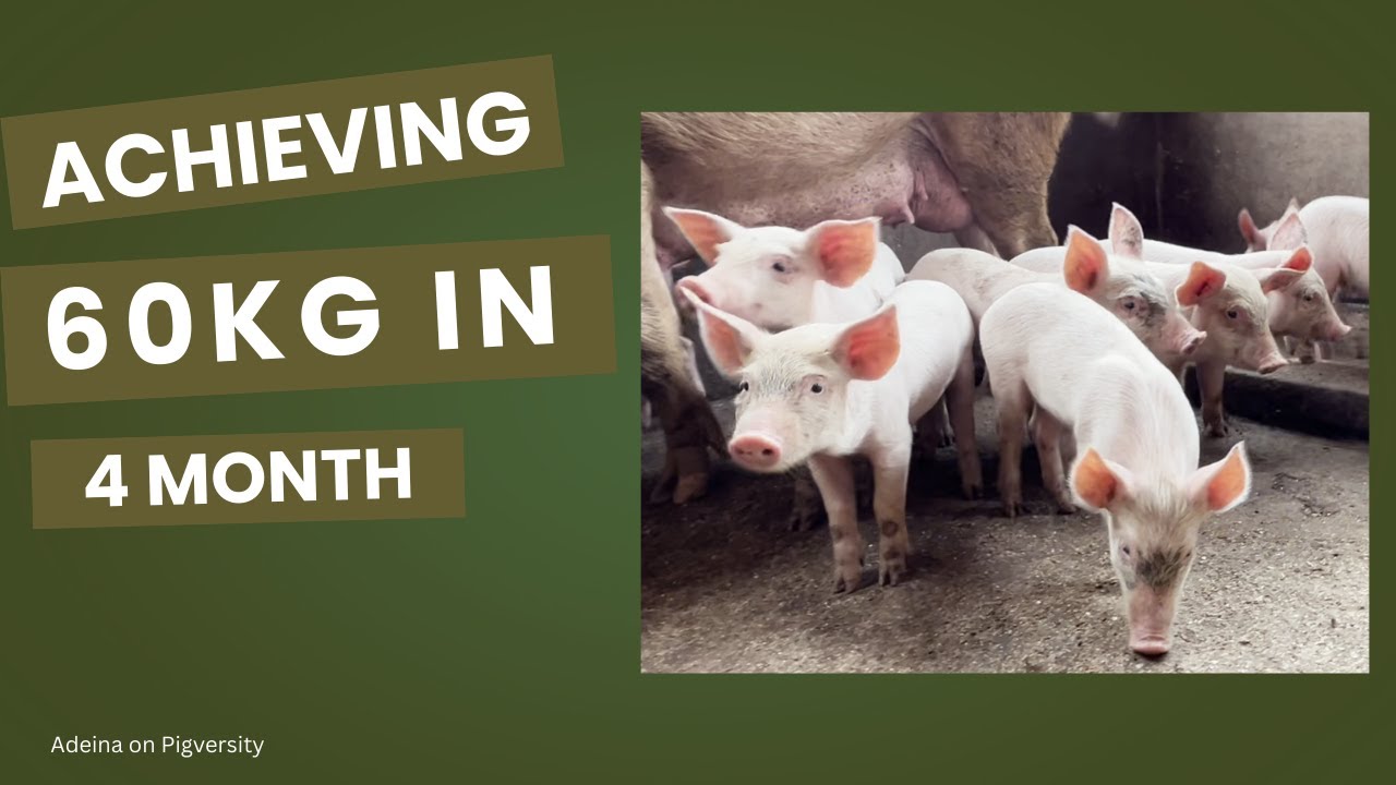 Will This Feed Make Our Pigs Grow Bigger, Faster? - YouTube