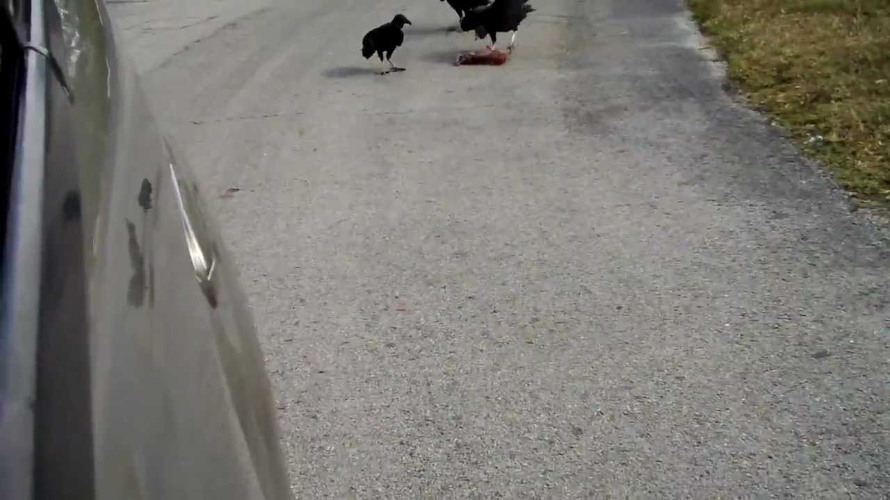 CRAZY CANNIBAL VULTURES EATING PEOPLE AND ANIMALS - YouTube