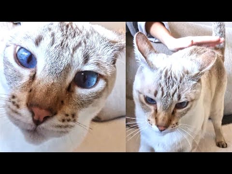 Cat purrs loudly when spanked - My cat likes to be hit slightly