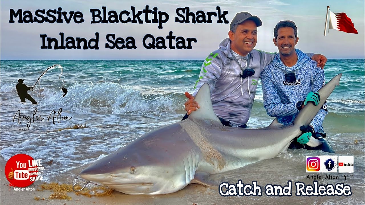 Catching Big Sharks - Fishing in Qatar - YouTube