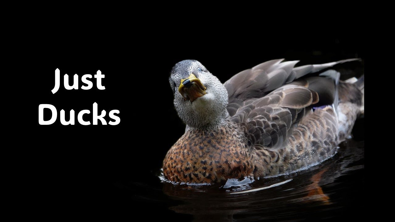 Just Ducks - YouTube