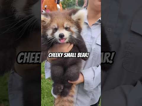 Adik Beruang Nakal #short #shorts #cheeky #sweet #panda #korea #japan #indonesia #australia #love #1